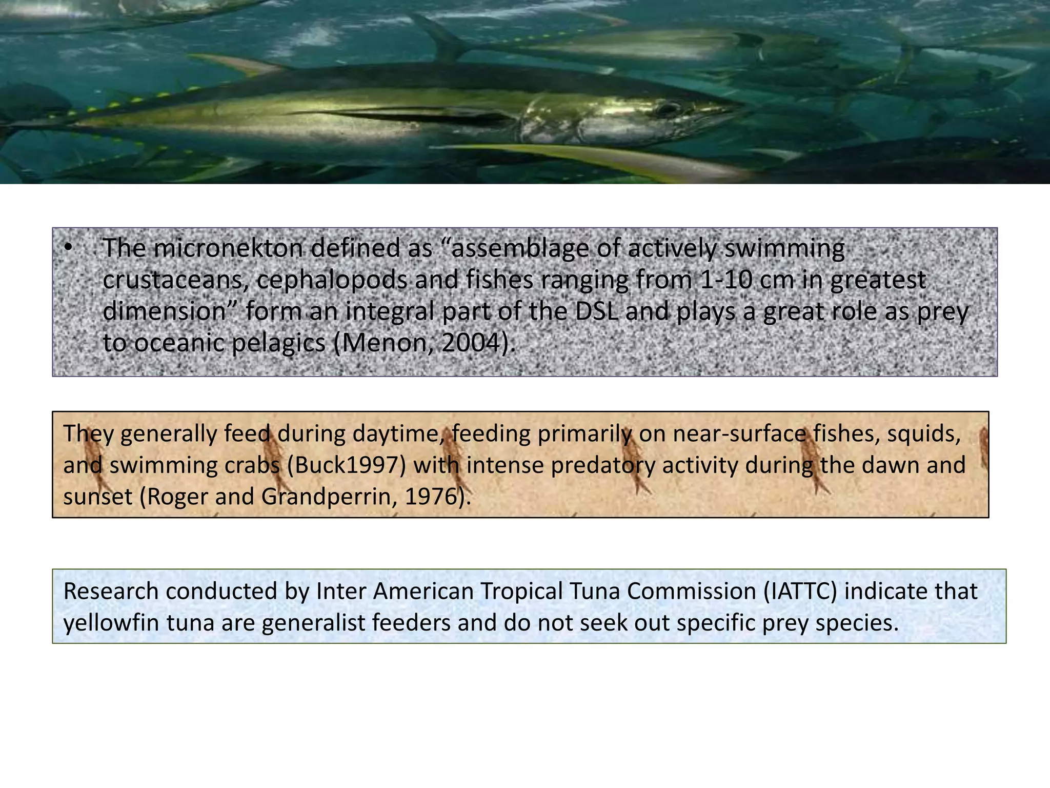 food and feeding habbits of tuna | PPTX