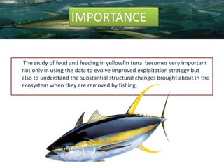 food and feeding habbits of tuna | PPTX