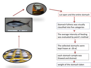 food and feeding habbits of tuna | PPTX