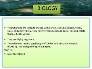 food and feeding habbits of tuna | PPTX