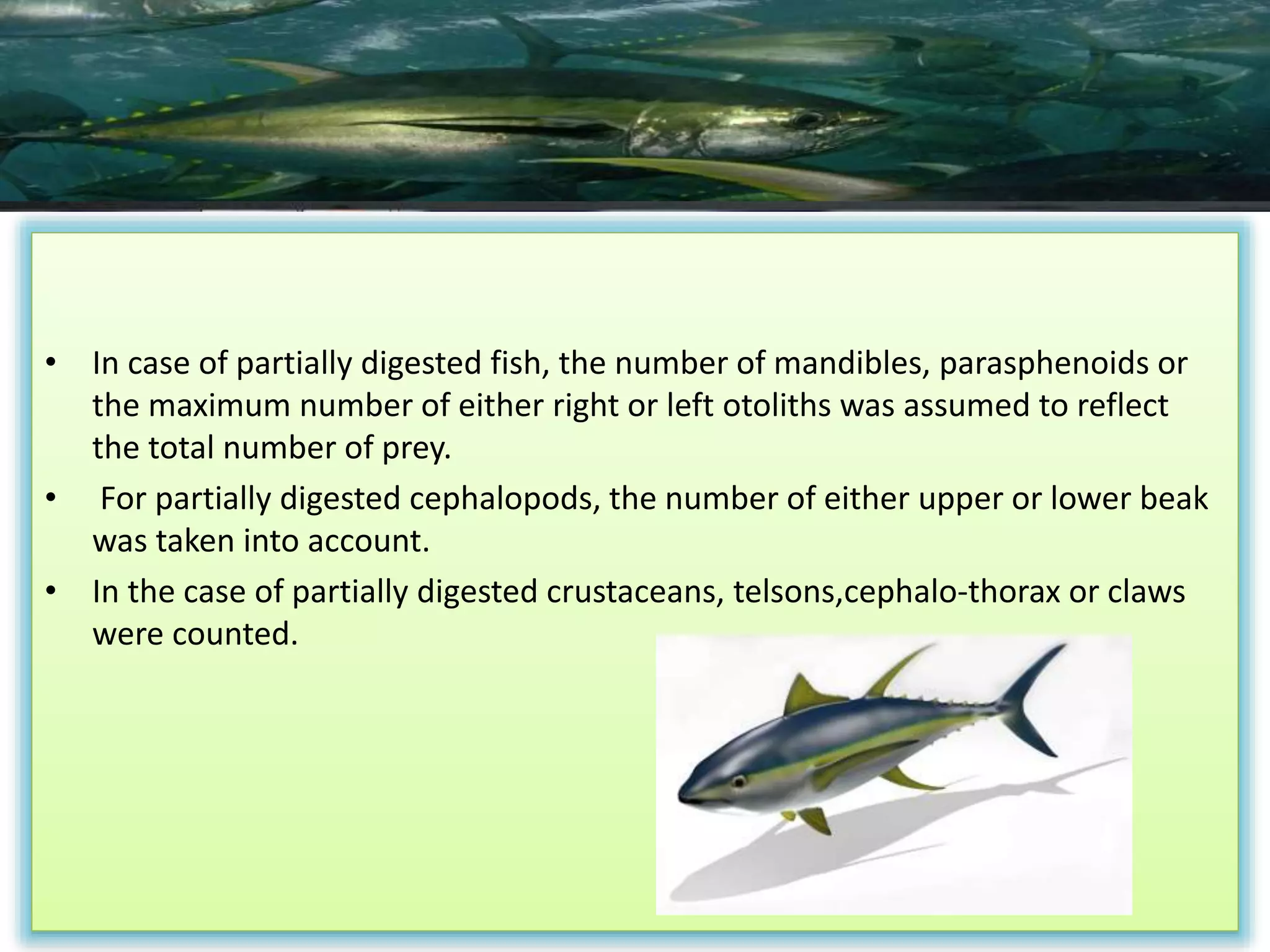 Food and Feeding habits of yellowfin tuna | PPTX