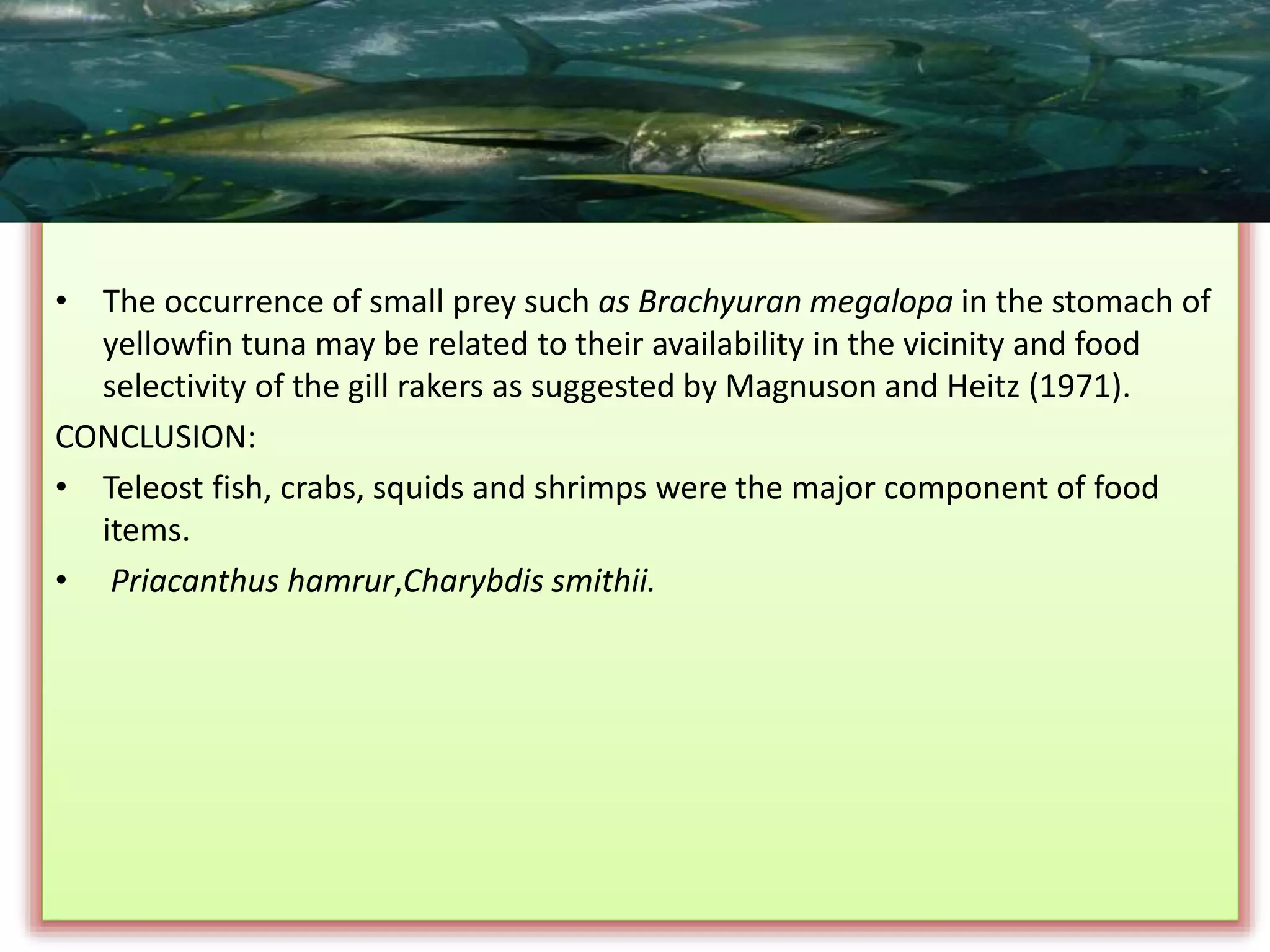 Food and Feeding habits of yellowfin tuna | PPTX