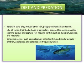 Food and Feeding habits of yellowfin tuna | PPTX