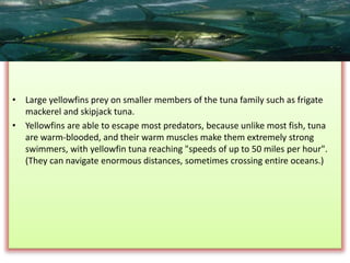 Food and Feeding habits of yellowfin tuna | PPTX