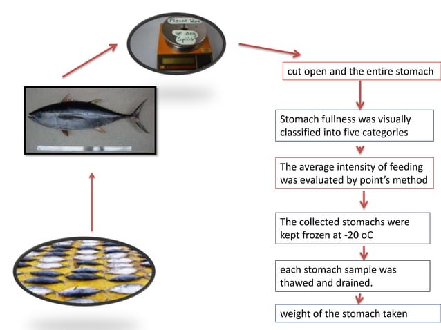 Food and Feeding habits of yellowfin tuna | PPTX