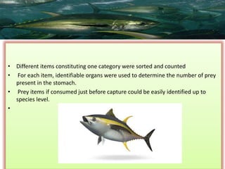 Food and Feeding habits of yellowfin tuna | PPTX