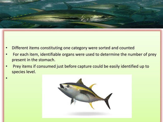 Food and Feeding habits of yellowfin tuna | PPTX