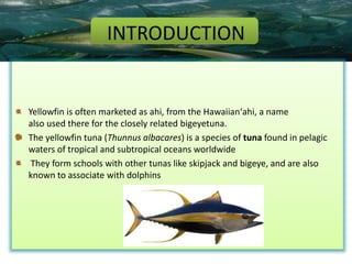 Food and Feeding habits of yellowfin tuna | PPTX