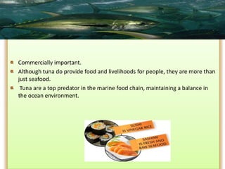 Food and Feeding habits of yellowfin tuna | PPTX