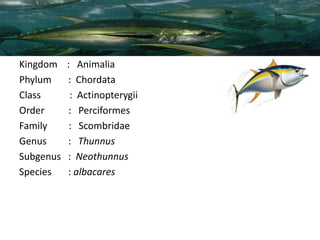 Food and Feeding habits of yellowfin tuna | PPTX