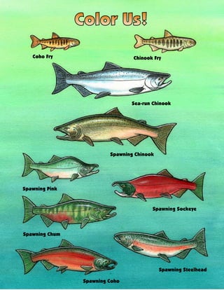 The Pacific Salmon and Steelhead Coloring Book | PDF