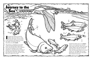 The Pacific Salmon and Steelhead Coloring Book | PDF