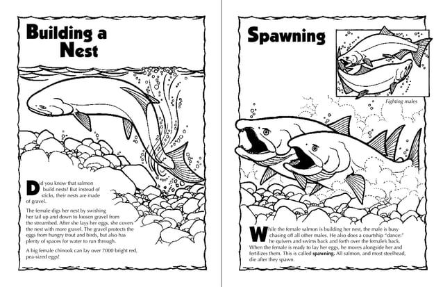 Steelhead Coloring Page Coloring Pages