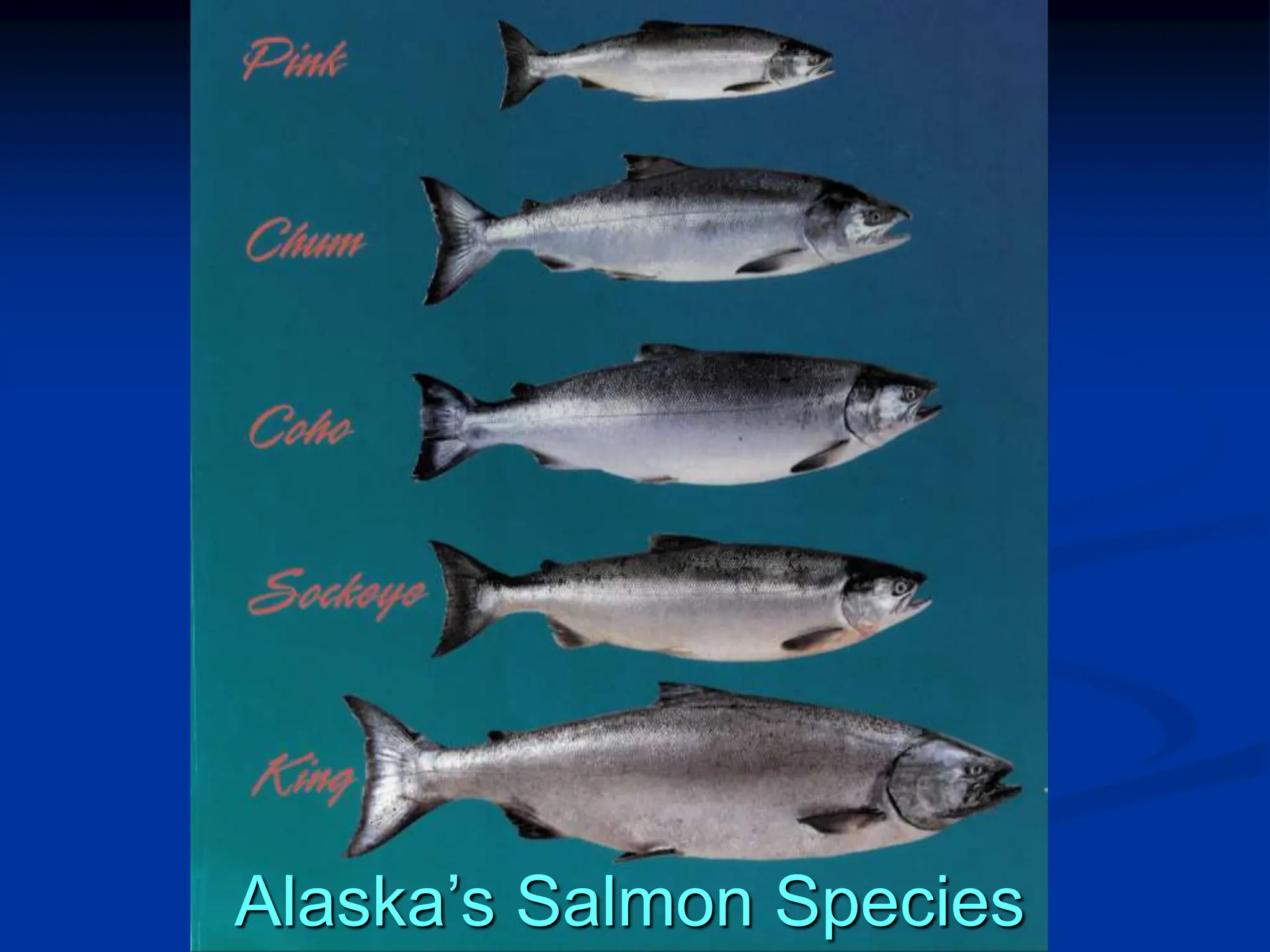 Alaska's Salmon - 5 types of pacific fishes Unknown | PPT