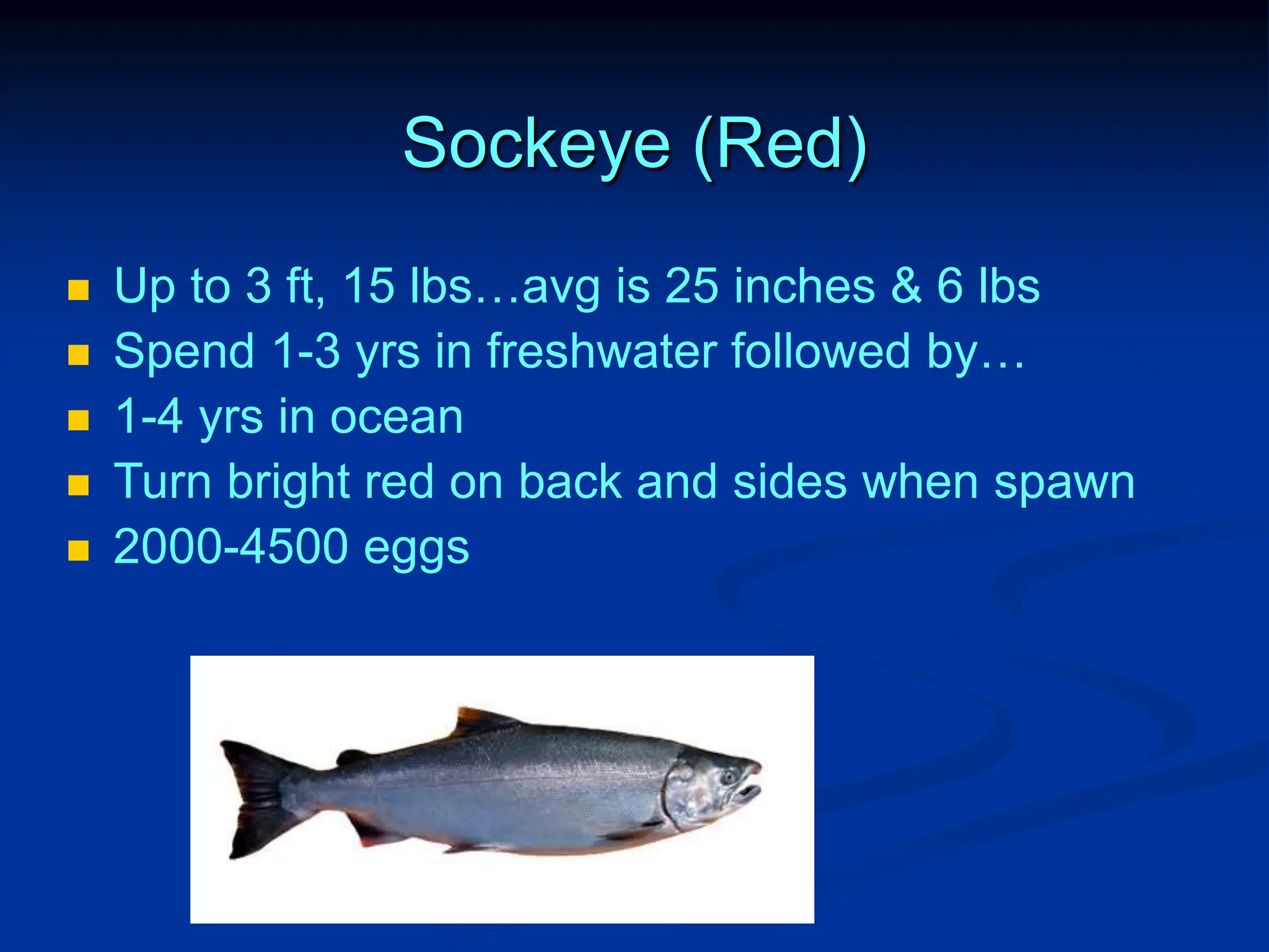 Alaska's Salmon - 5 types of pacific fishes Unknown | PPT