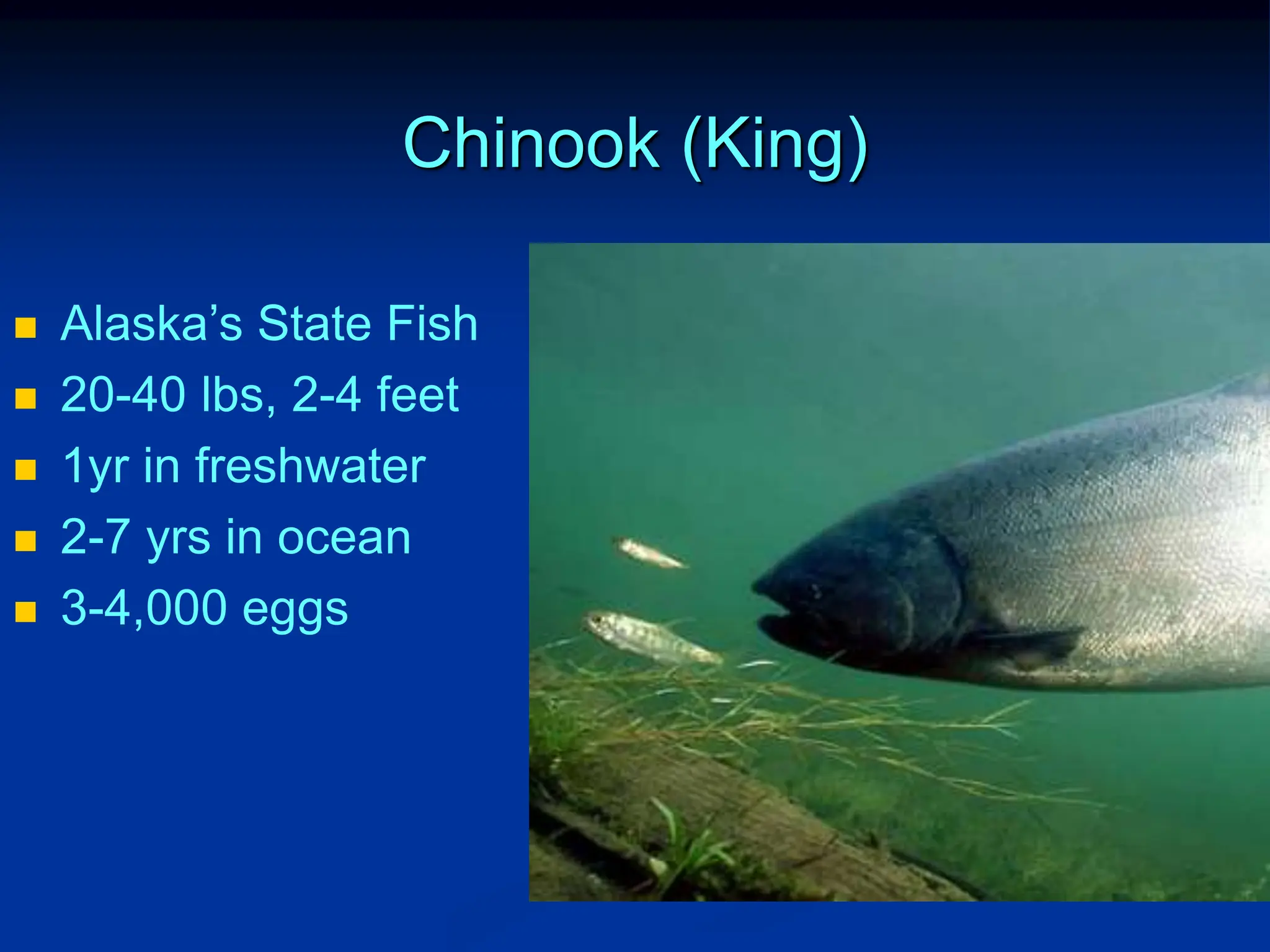 Alaska's Salmon - 5 types of pacific fishes Unknown | PPT