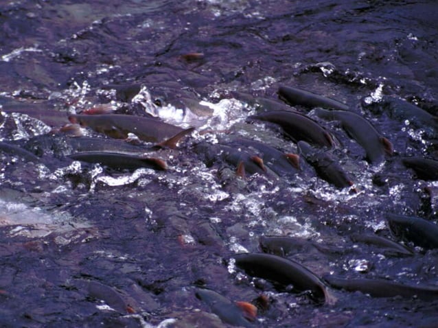 Alaska's Salmon - 5 types of pacific fishes Unknown | PPT