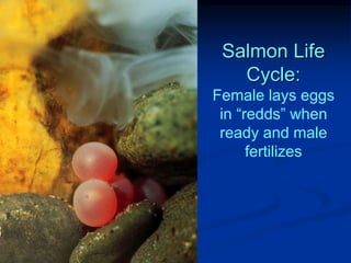 Alaska's Salmon - 5 types of pacific fishes Unknown | PPT