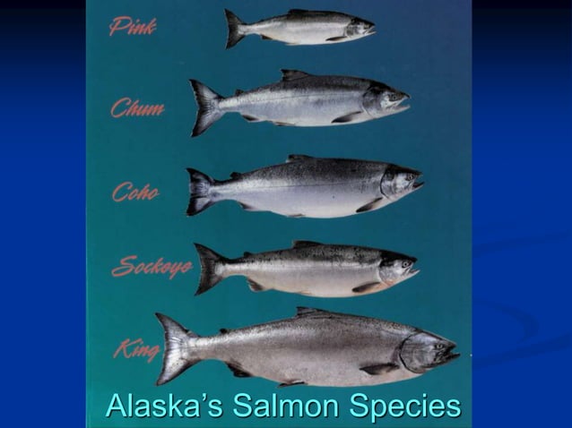 Alaska's Salmon - 5 types of pacific fishes Unknown | PPT