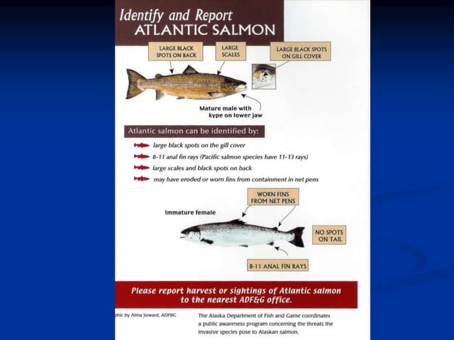 Alaska's Salmon - 5 types of pacific fishes Unknown | PPT