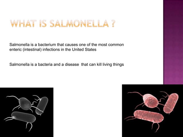 Salmonella | PPT