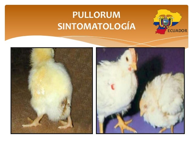 Salmonella Pullorum