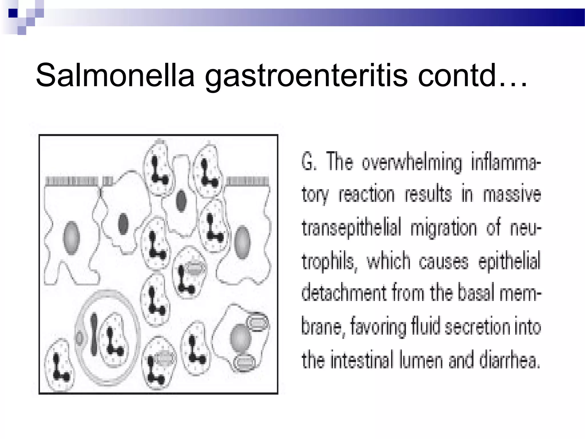 Salmonella | PPT