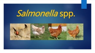 Salmonella | PPTX