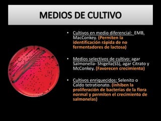 Salmonella | PPT