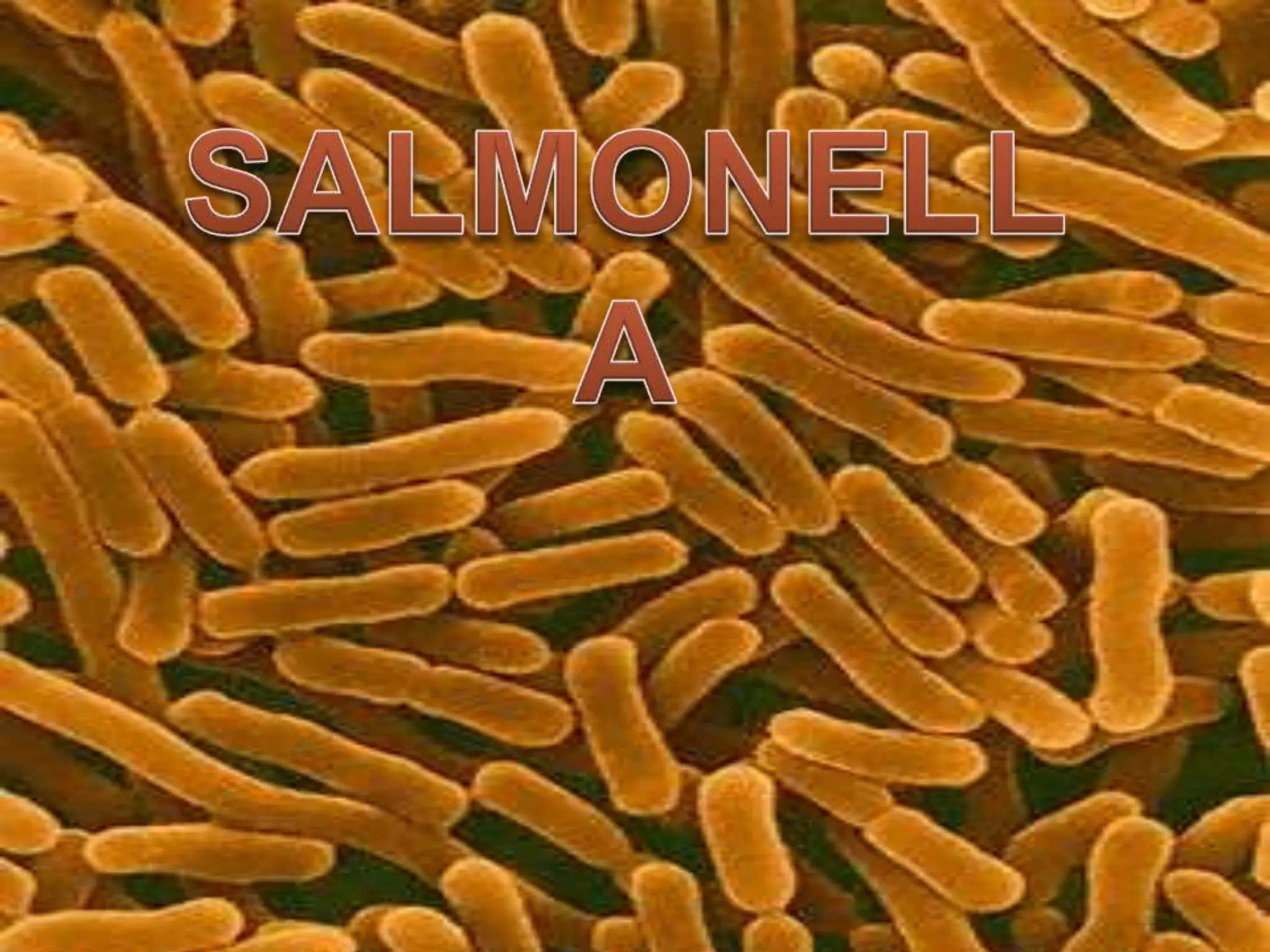 Salmonella | PPTX