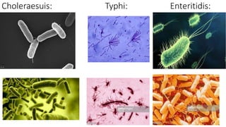 Salmonella Pptx