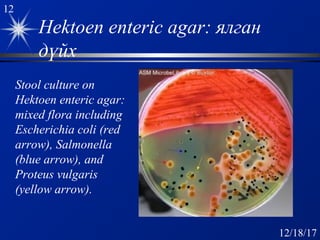 Salmonella, E.coli
