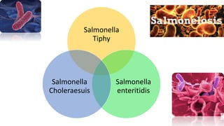 Salmonella | PPTX