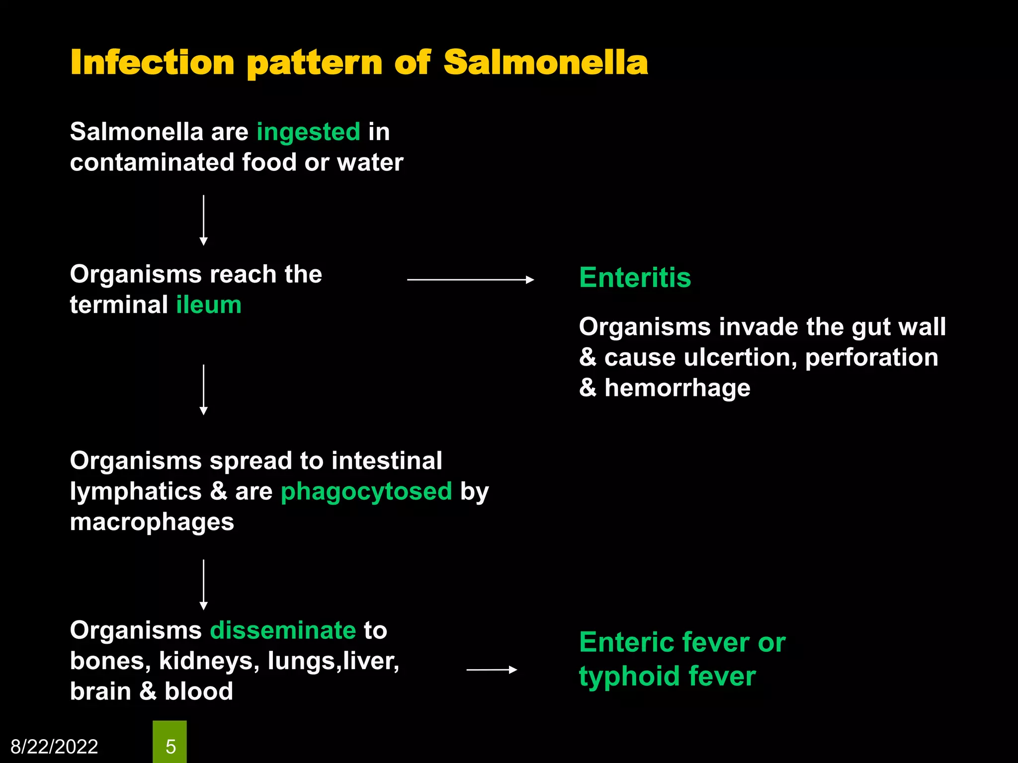 Salmonella.ppt
