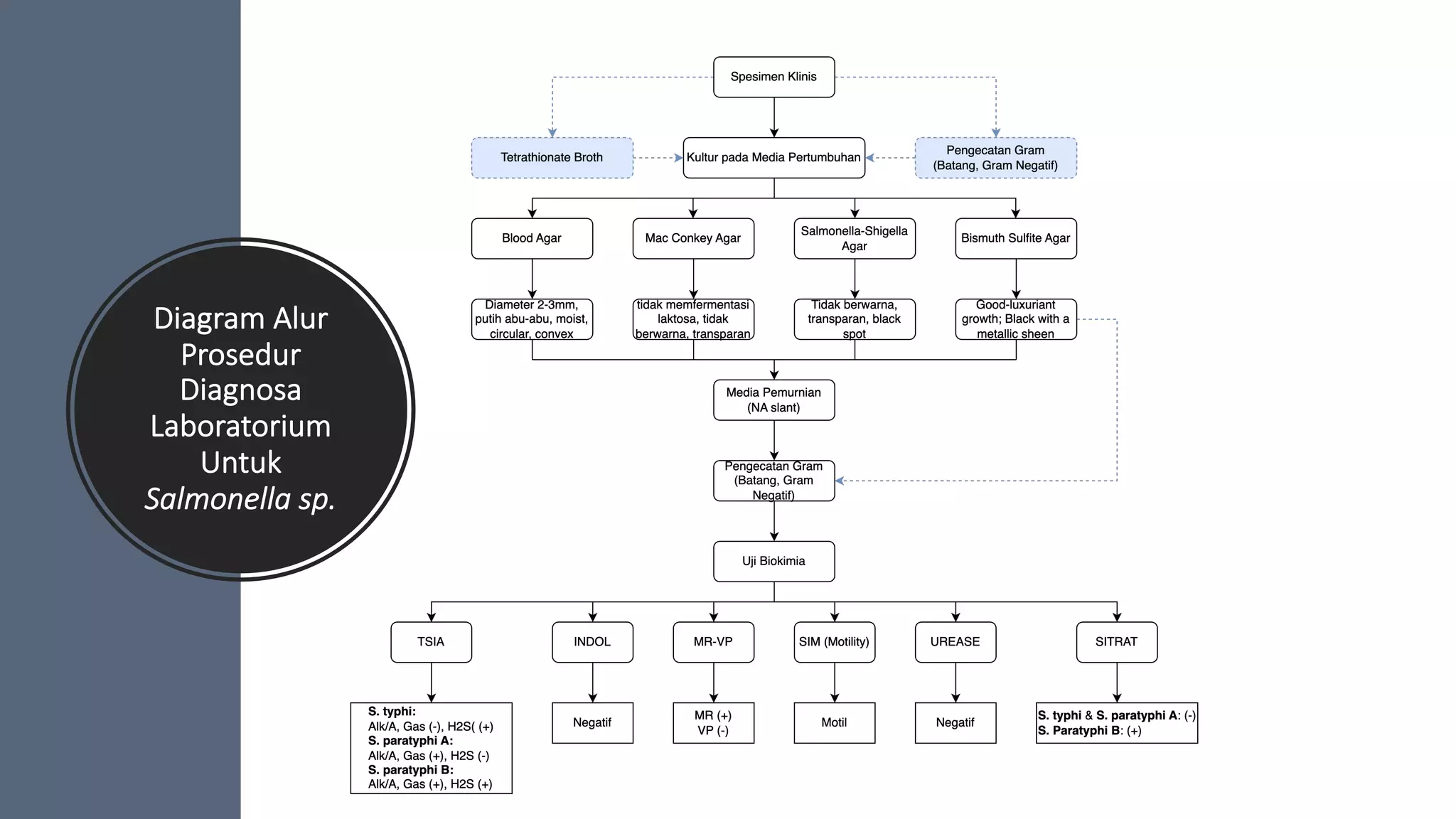 Salmonella.pdf | Infectious Diseases | Diseases and Conditions