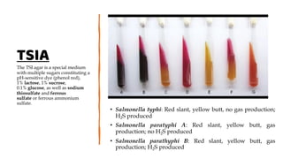 Salmonella.pdf | Infectious Diseases | Diseases and Conditions