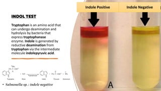 Salmonella.pdf | Infectious Diseases | Diseases and Conditions