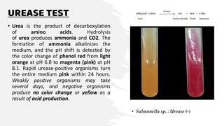 Salmonella.pdf | Infectious Diseases | Diseases and Conditions