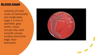 Salmonella.pdf | Infectious Diseases | Diseases and Conditions