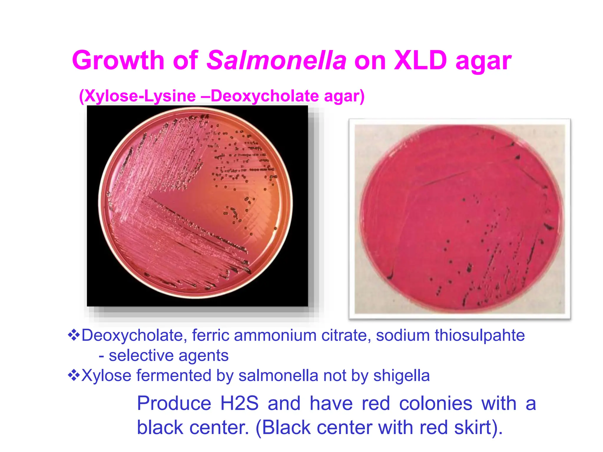 Salmonella.ppt salmonella classification and it's diseases | PPT