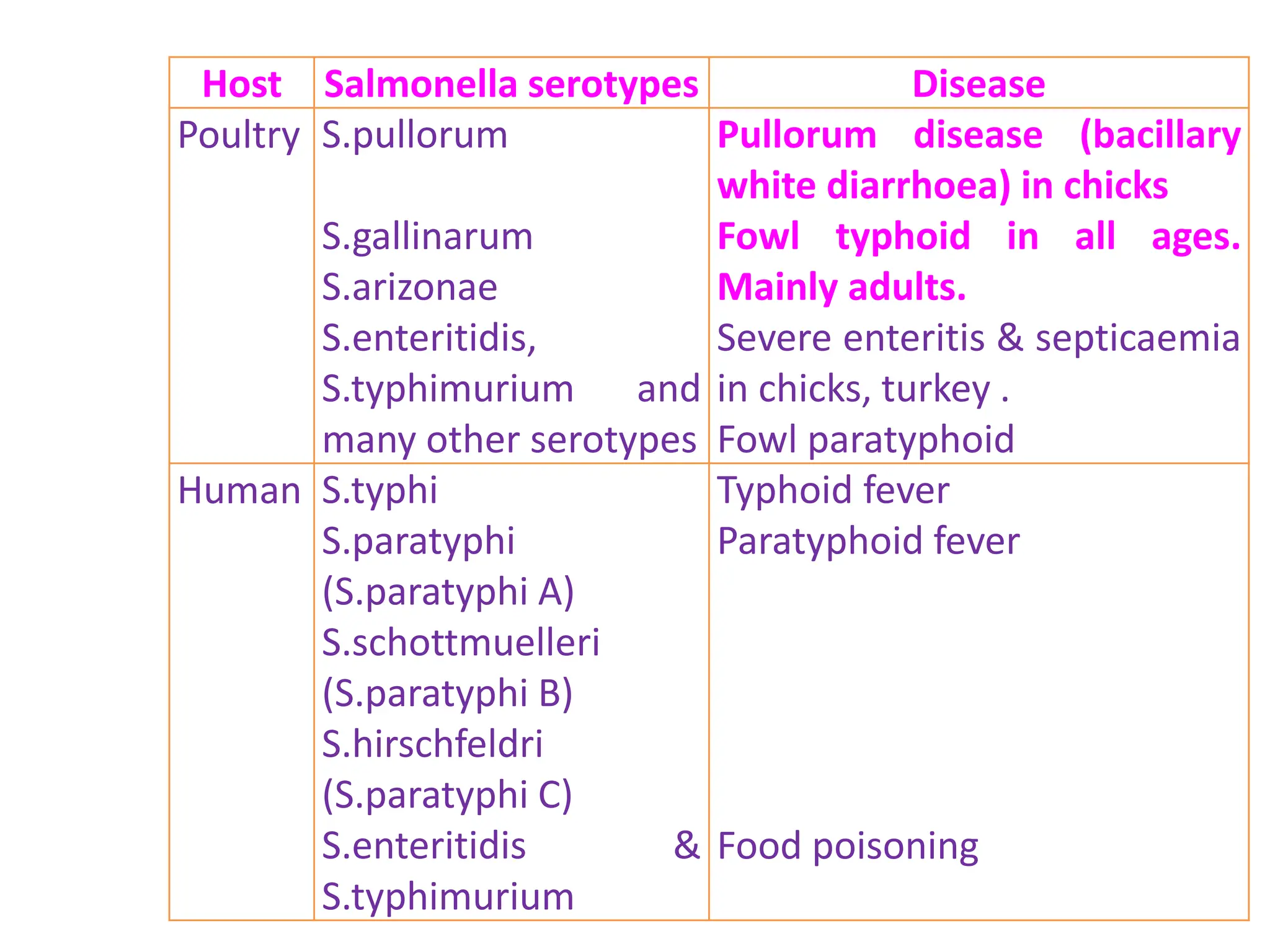 Salmonella.ppt salmonella classification and it's diseases | PPT