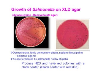 Salmonella.ppt salmonella classification and it's diseases | PPT