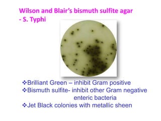 Salmonella.ppt salmonella classification and it's diseases | PPT