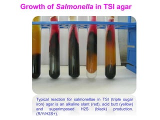 Salmonella.ppt salmonella classification and it's diseases | PPT