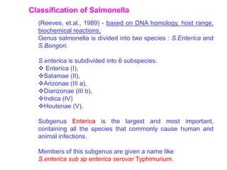 Salmonella.ppt salmonella classification and it's diseases | PPT