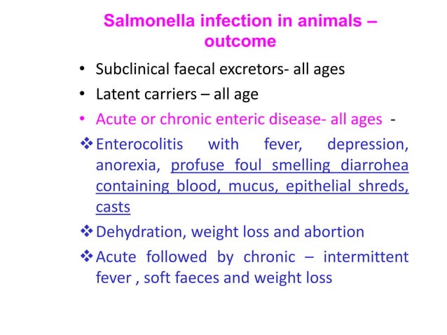 Salmonella.ppt salmonella classification and it's diseases | PPT