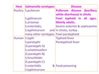 Salmonella.ppt salmonella classification and it's diseases | PPT