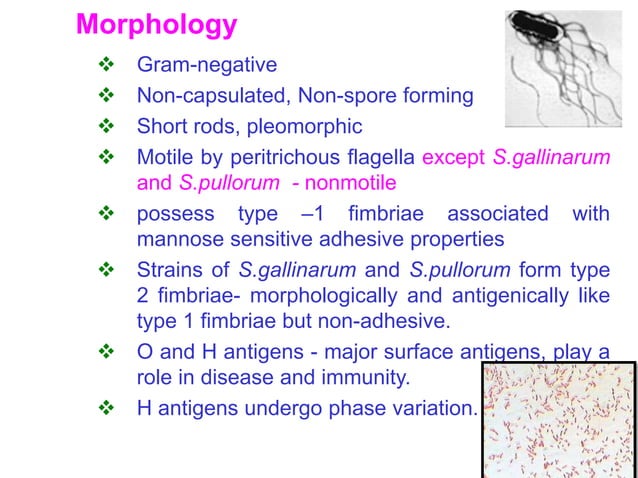 Salmonella.ppt salmonella classification and it's diseases | PPT