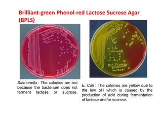 Salmonella.ppt salmonella classification and it's diseases | PPT