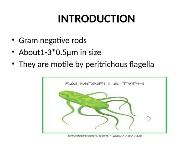 Salmonella typhi bacteria with all details | PPTX